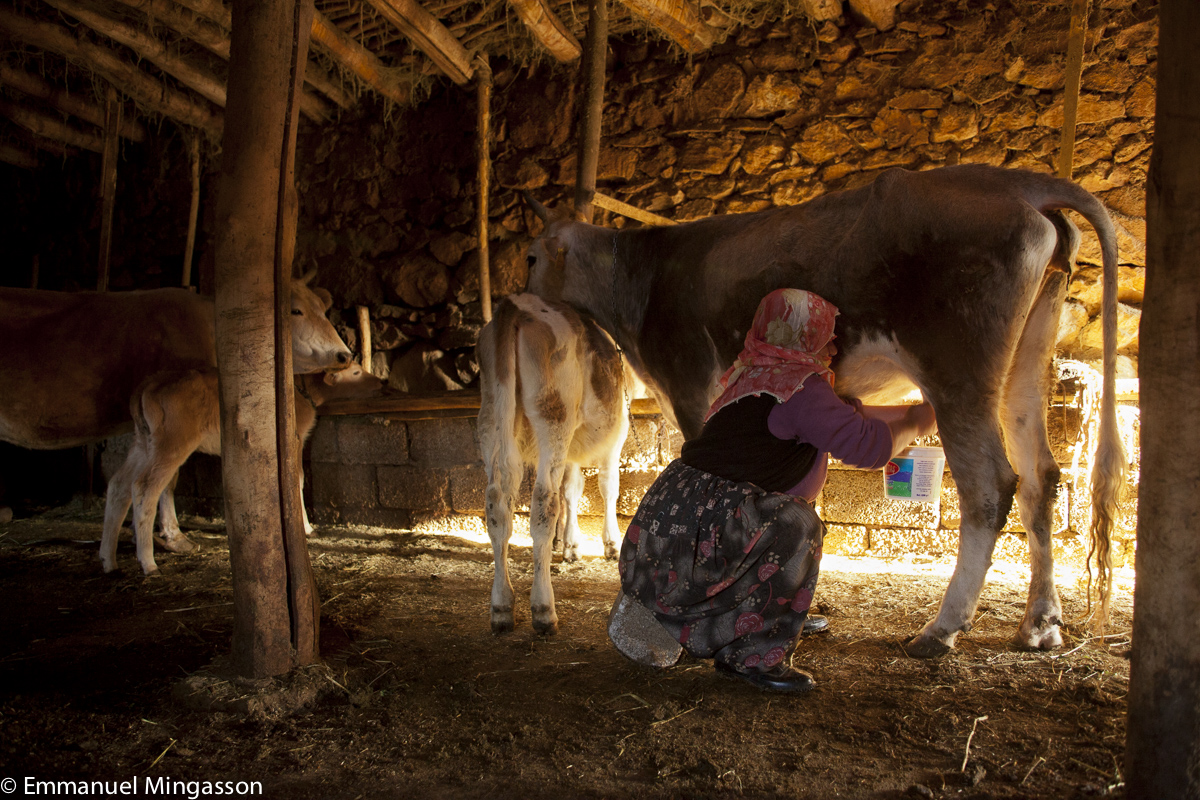 Turquie – Un an sur la route du lait